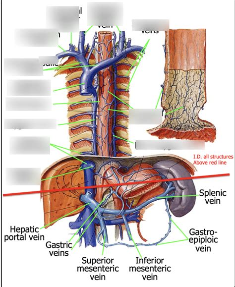 Posterior Thorax Veins Diagram Quizlet