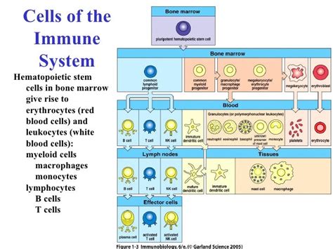 Introduction To Immunity Antibody Function And Diversity 2006 L1and2 Over…