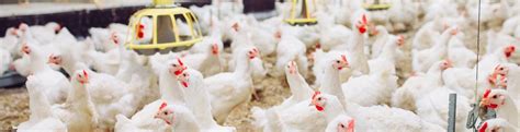 Phytogenic Feed Additives For A More Resilient Poultry… Orffa
