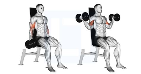 cheat curl guide benefits and form
