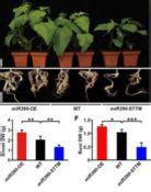 A Microrna Regulating Lateral Root Growth In Response To Salt Plantae