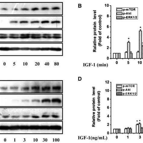 Time And Dosedependent IGF1 Increased The Phosphorylation Levels Of