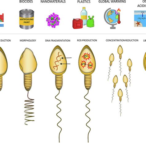 Environmental Stressors Impact On Sperm Quality Different