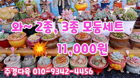 231202📍주경다육 비취백봉 플로리디티 니스 명장 먼로철화 뮤즐리 라일락 피치스앤크림 레인드랍 블루엘프 Youtube