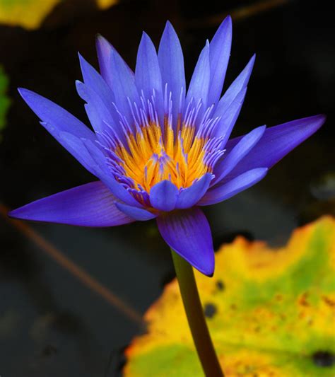 Lotus Flower Growth Cycle Best Flower Site