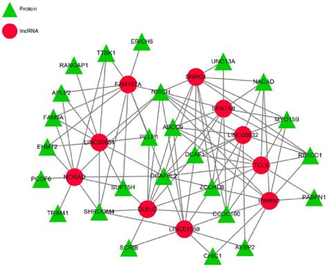 Interaction Network Of Lncrna Protein In Patients With Invasive Breast Download Scientific