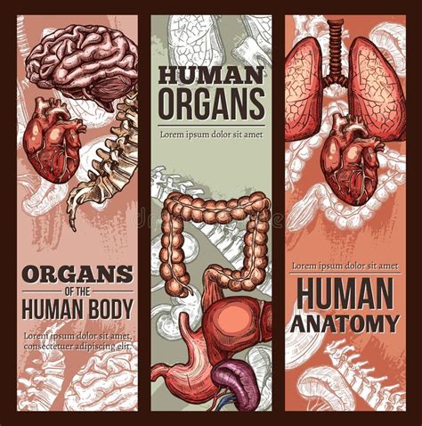 Human Organs Vector Sketch Body Anatomy Icons Stock Vector