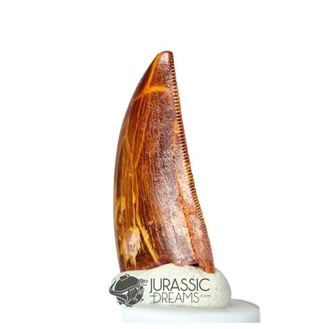 Dinosaur Fossil Tooth Gem Grade Carcharodontosaurus Saharicus Dinosaur Tooth Cretaceous