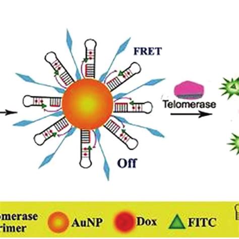 Ph Sensing Nanosensors A I Motif Dnaaunp Based Nanosensor A
