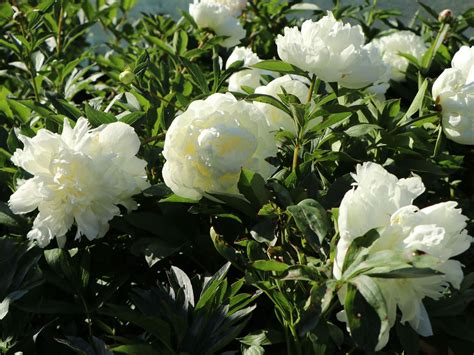 Pfingstrose weiß gefüllt Alles erfahren über Blüte Wuchs Co