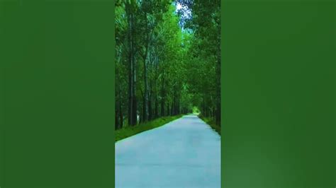 পরিবেশটা খুব সুন্দর সকাল সকাল Good Morning Reels Youtube