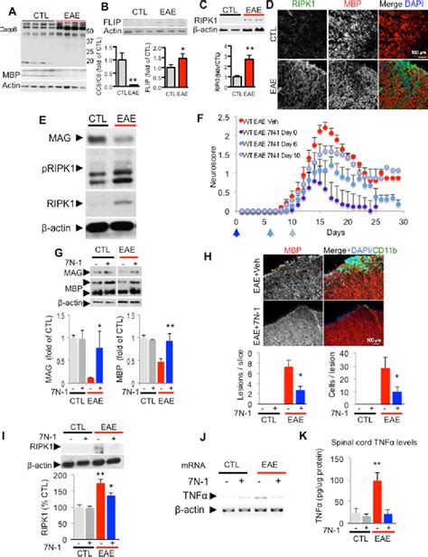 Figure 6 From Activation Of Necroptosis In Multiple Sclerosis