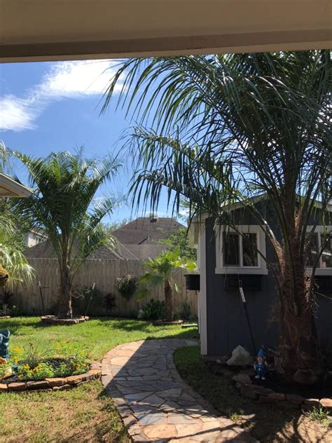 Please Help Is My Tree Infested With Conk Discussing Palm Trees Worldwide Palmtalk