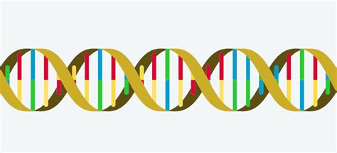 Dna Structuur Biojuf
