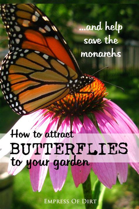 How To Save Monarch Butterflies