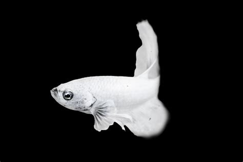 화이트 베타 물고기 검은 색 배경에 고립 디자인 스톡 오브젝트 희귀 샴 파이팅 피쉬 베타 스플렌덴스 베타 만도르 자이언트 베타 컷 아웃에 적합합니다 최소 0명에 대한 스톡