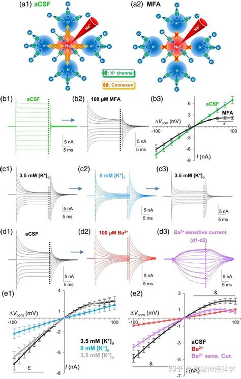 Gila︱美国俄亥俄州立大学神经科学系周民研究团队揭示了星形胶质细胞合胞体的发生成熟和功能检测方法 知乎