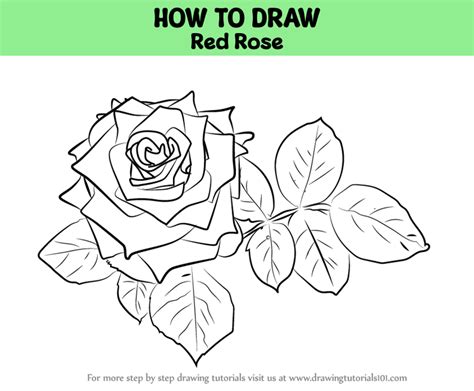 How To Draw Red Rose Rose Step By Step DrawingTutorials Com