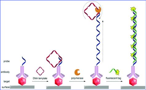Schematic Of Rolling Circle Amplification Rca For Biomarker Specific Download Scientific