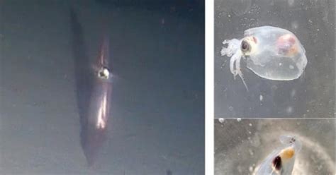 지구온난화 증거…북극 탐사원들 화들짝