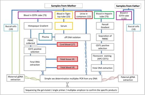Flow Chart Of The Sample Collection And Source Of DNA For Identifying Download Scientific