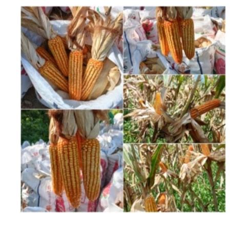 Hybrid Corn Seedspioneer Seeds For Plantingfeeds Corn400seeds Per