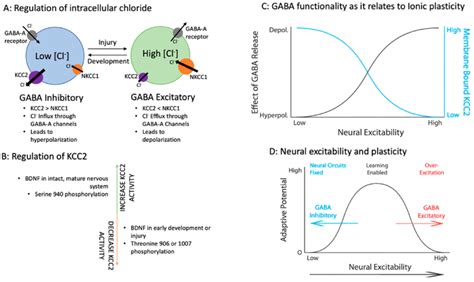 Overview Of Ionic Plasticity A Regulation Of Intracellular Cl − Download Scientific