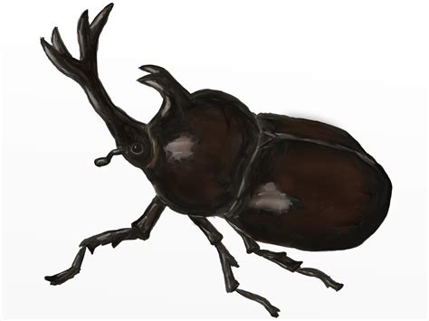 日本に生息しているカブトムシの種類 たなかぶの飼育日記