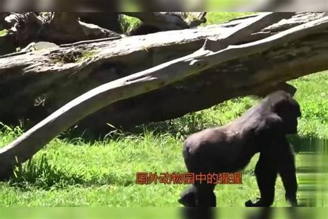 小伙给猩猩表演魔术猩猩的反应亮了镜头记录全过程 猩猩 反应 魔术