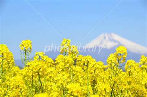 菜の花と富士山 写真素材 2429068 フォトライブラリー Photolibrary