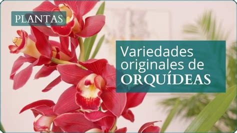 Tipos De Orquídeas Para Exteriores Actualizado Julio 2025