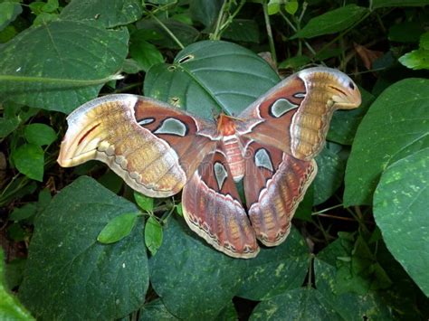 Riesige Atlas-Motte, Aka, Attacus Atlas Stockfoto - Bild von ...