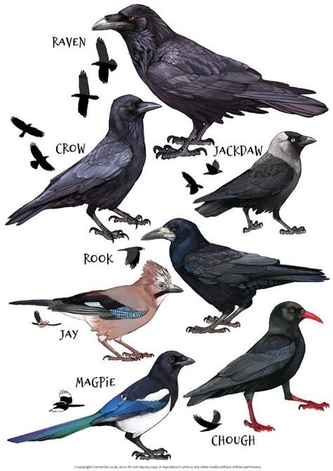 British Corvids Poster Painting Wall Art Nature Print Etsy