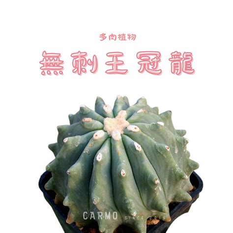CARMO無刺王冠龍多肉成株 3吋 無刺仙人掌新手入門推薦夏日好養多肉植物多肉植栽療癒植物居家植栽 蝦皮購物