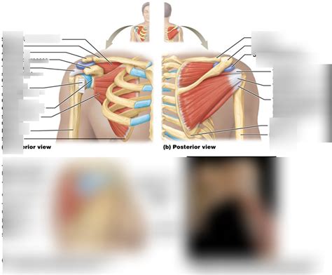 Shoulder Diagram Quizlet