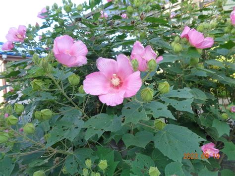 10月八千代会定例会 norikkeのblog