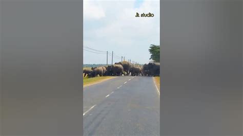 ලංකාවේ මීට වඩා ලොකු අලි රංචුවක් දැකල තියෙනවද හෙලයේ නියම අයිතිකාරයෝ සීයකට වඩා ඉන්නවා Youtube