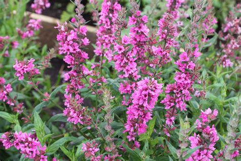 Дербенник иволистный ‘Roseum’ (Lythrum salicaria ‘Roseum’) - Северная Флора