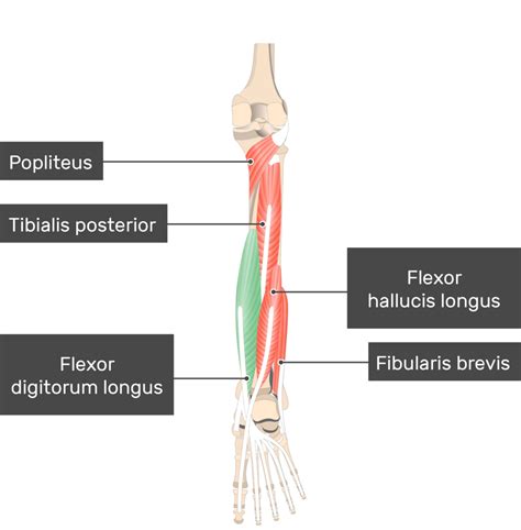 Flexor Digitorum Longus Model Musculus Flexor Digitorum Brevis