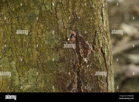 Phytophthora Canker Phytophthora Canker Is Another Serious Disease That