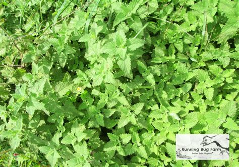 Starting Catnip From Seed Running Bug Farm