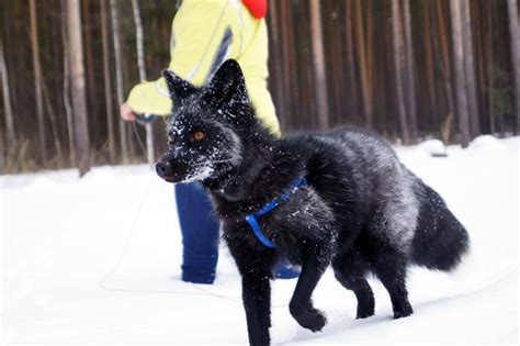 Чёрно бурая лисица Чернобурка чернобурка Серебристо чёрная лисица Чернобурая лисица Fox
