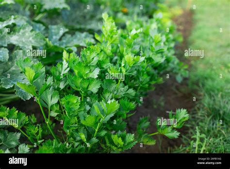Close Up Of Celery Plantation Leaf Vegetable In The Vegetable Garden