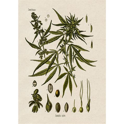 Vintage Cannabis Inspire Uplift
