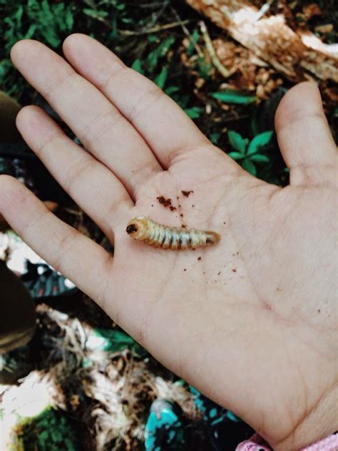 Gypsy Soul Do I Have Worm In My Teeth