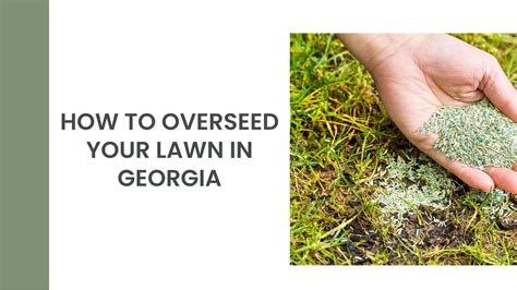 How To Overseed Your Lawn In Georgia By Arbor Nomics Turf Issuu