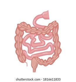 Human Intestines Digestive System Internal Organs Stock Vector Royalty