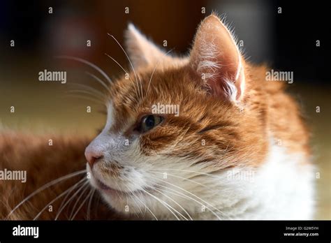 Portrait Of A Sad White Red Haired European Cat Stock Photo Alamy
