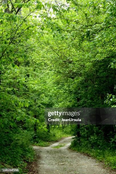 Forest Path Fork Photos And Premium High Res Pictures Getty Images