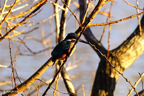カワセミ鳥 つぶやきの棚 徒然草2024 野の仲間たち 花の写真館